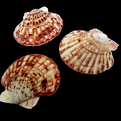 Scallop sea shells PECTEN MASCARENSIS, size: 5-6cm - 577